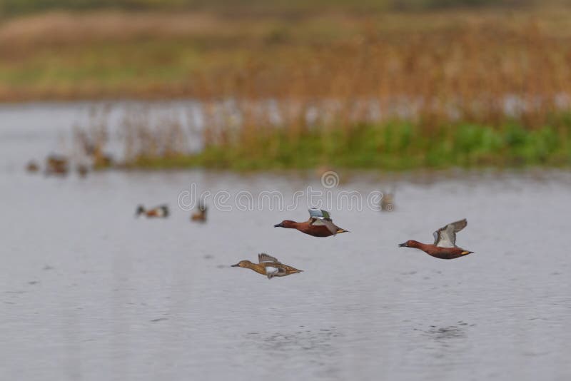Flying duck wetlands stock photo. Image of bird, outdoor - 260119218