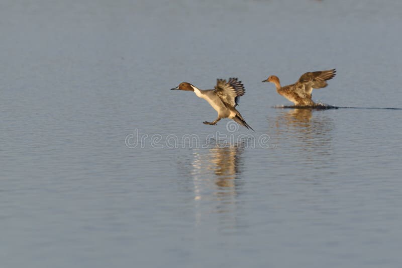 Flying duck wetlands stock photo. Image of natural, outdoor - 260119226