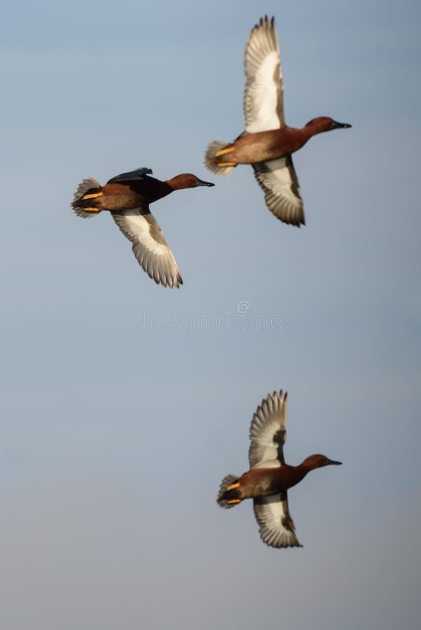 Flying duck wetlands stock image. Image of animal, game - 260119235