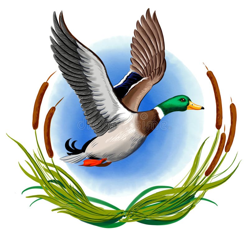 Flying duck stock illustration. Illustration of fauna - 153604851