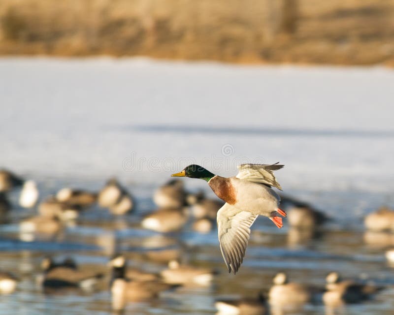 Flying ducks stock image. Image of migrate, bird, duck - 12807825