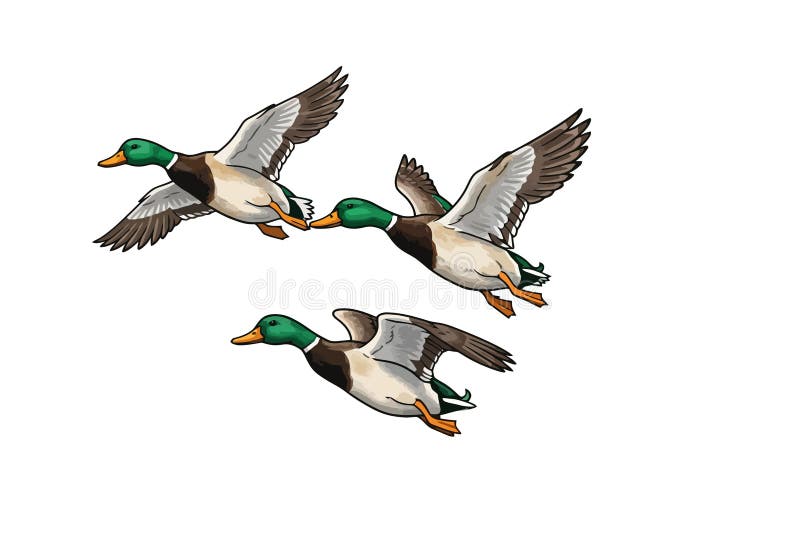 Flying Ducks Clip Art. stock illustration. Illustration of group ...