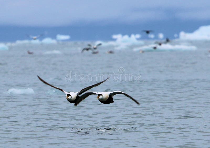 Flying Ducks Over the Arctic Ocean. Stock Image - Image of mountain ...
