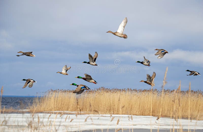 Flying Ducks on the Reed Seaside at Springtime Stock Photo - Image of ...