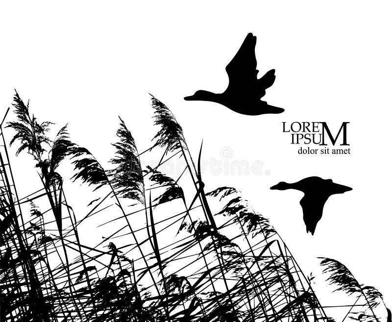 Flying Ducks and Reeds. Vector Illustration Stock Vector - Illustration ...