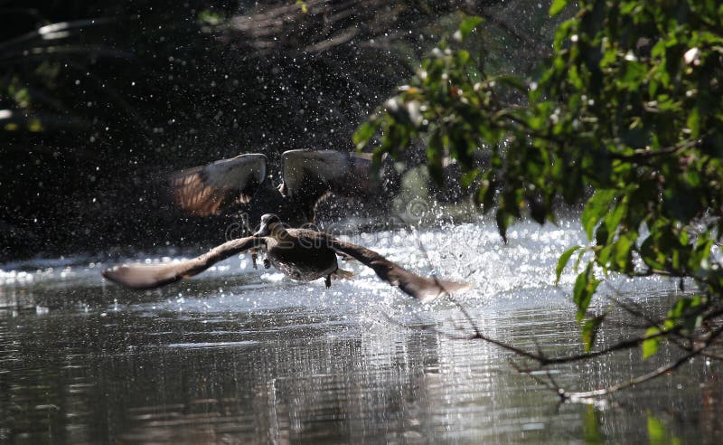 Flying ducks stock image. Image of garden, feather, beautiful - 45252257