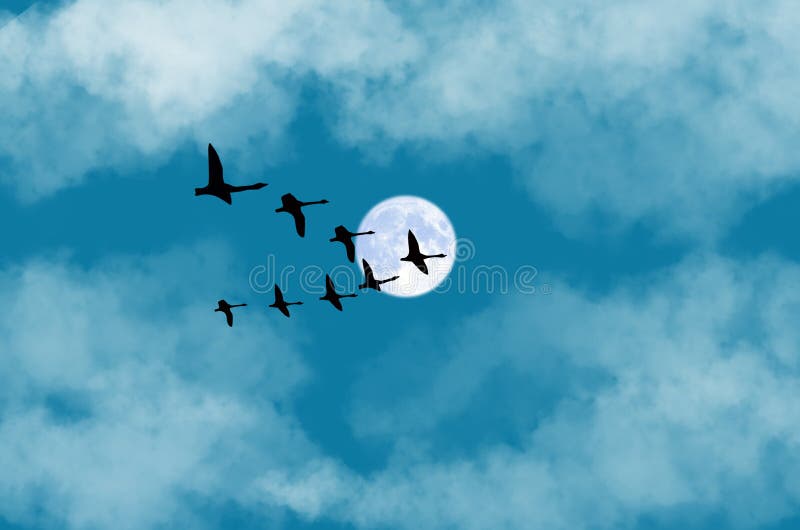 Flying Ducks with White Full Moon in Cloudy Sky Stock Illustration ...