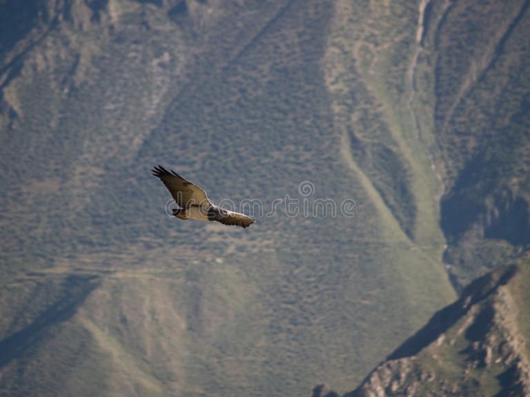 223 Peru Eagle Stock Photos - Free & Royalty-Free Stock Photos from ...