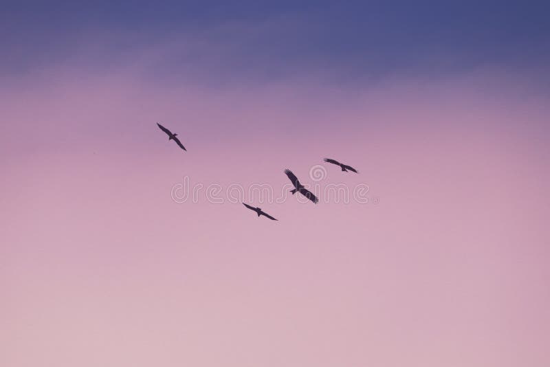 Flying Eagles in Pink Sky Above the Clouds Stock Photo - Image of wing ...