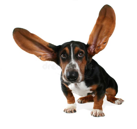 Flying ears stock image. Image of whiskers, ears, pedigree - 6327807