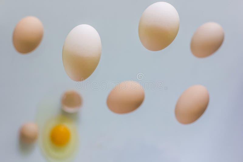 Flying eggs stock photo. Image of eggs, closeup, animal - 41234580