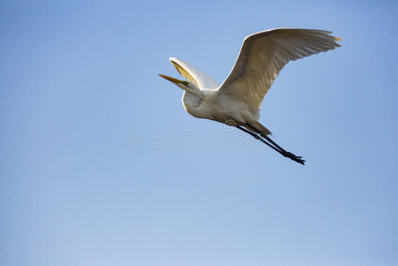 Flying Egret Bird stock image. Image of fisher, egretta - 9174423