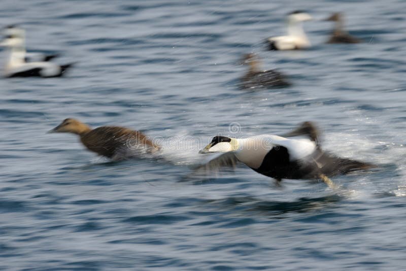 Eider Ducks Flying Stock Photos - Free & Royalty-Free Stock Photos from ...