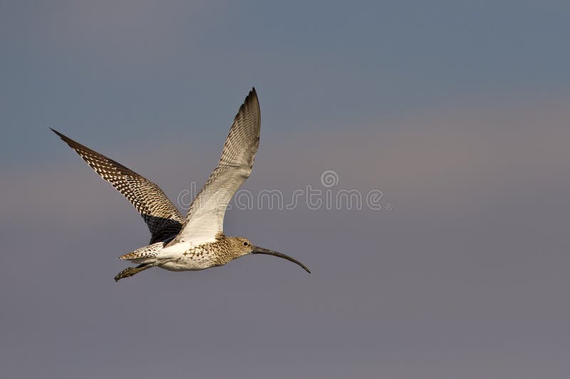Flying Eurasian Curlew stock photo. Image of wild, curlew - 27714078