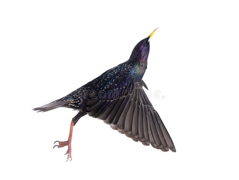 Flying European Starling Isolated on White Stock Photo - Image of beak ...