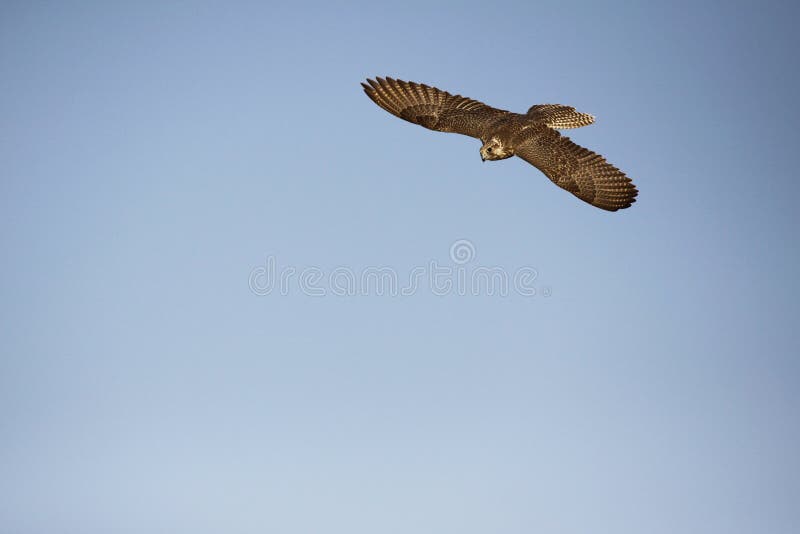 Flying Falcon stock image. Image of birds, talon, feather - 48048867