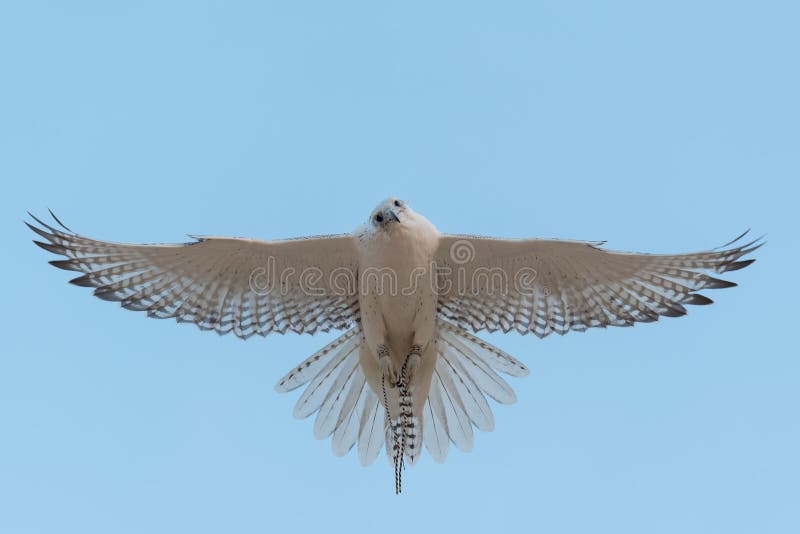 Flying Falcon in the Blue Sky Stock Image - Image of hunt, color: 178460261