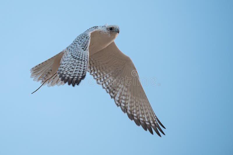 Flying Falcon Images - Asesores