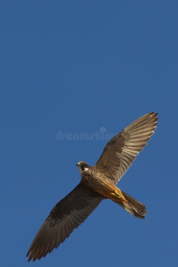 Flying Falcon stock photo. Image of falcon, lanner, feathers - 44315488