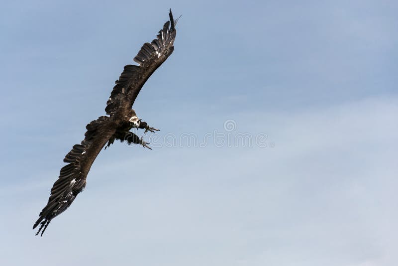 Flying falcon stock photo. Image of background, life - 101554112