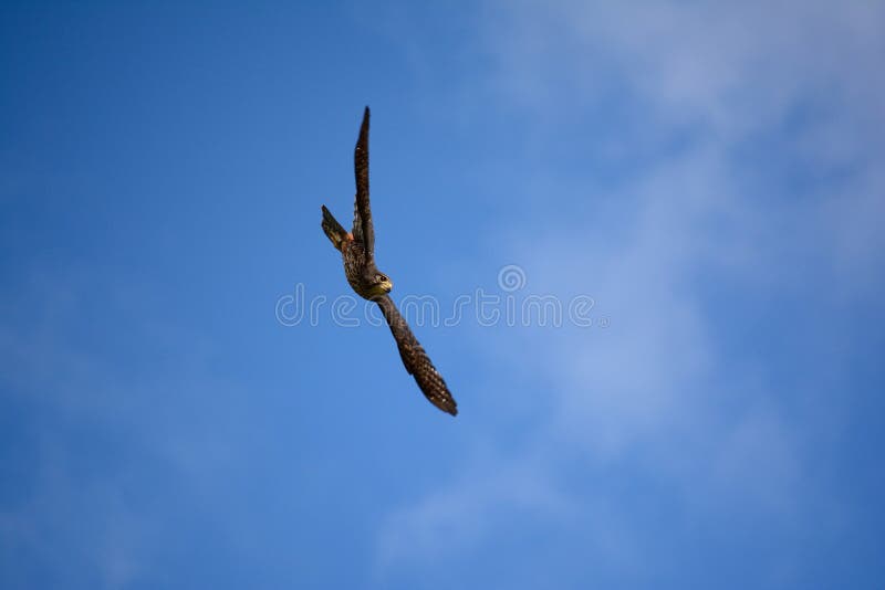 Fly High stock image. Image of flying, high, eagle, prey - 100959101