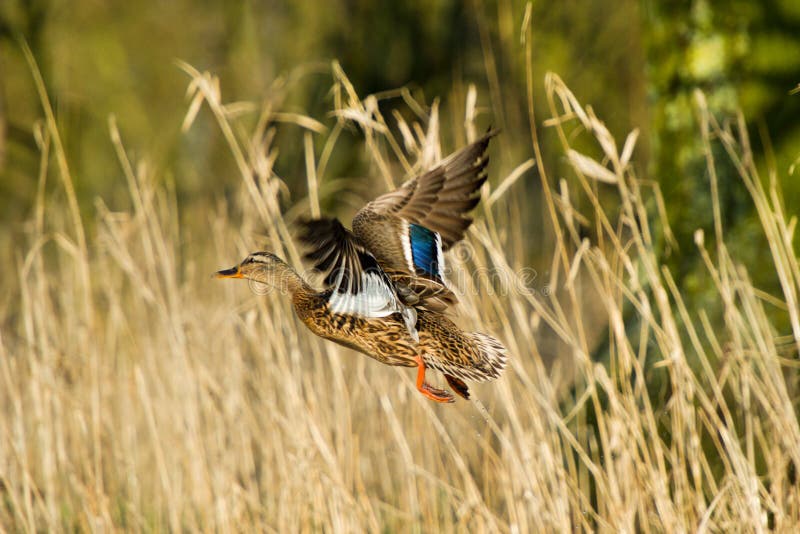 Flying female duck stock photo. Image of holland, netherlands - 24351242