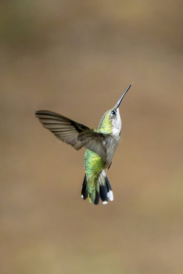 Flying Female Hummingbird stock image. Image of animal - 396808895