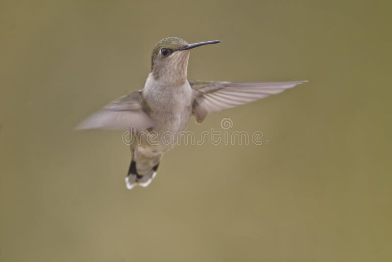 Flying Female Ruby-throated Hummingbird, Archilochus Colubris Stock ...