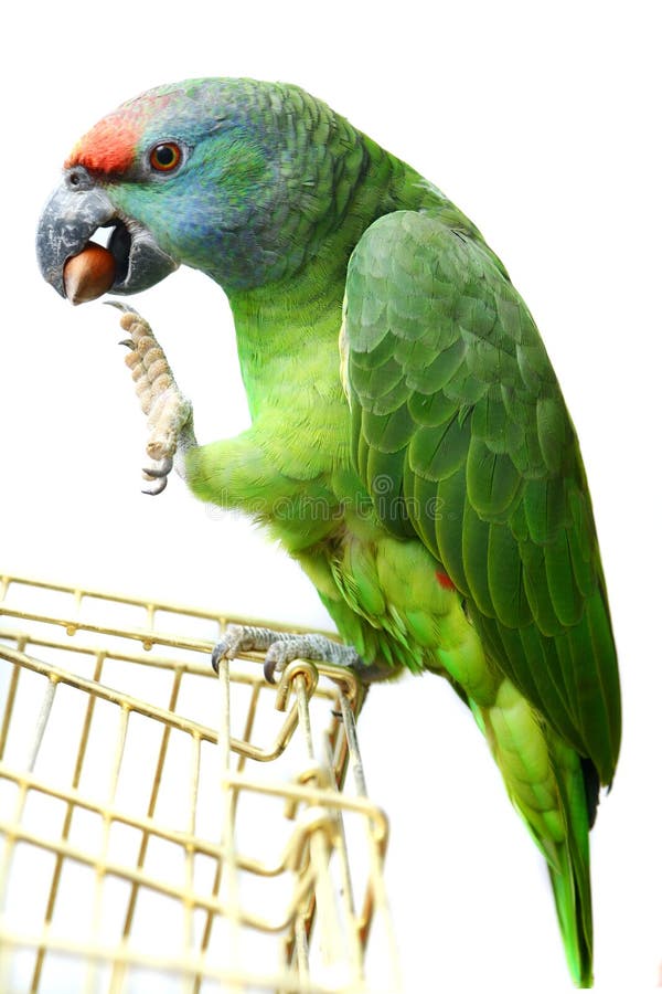 Flying parrot stock photo. Image of exotic, feather, pearch - 12863444