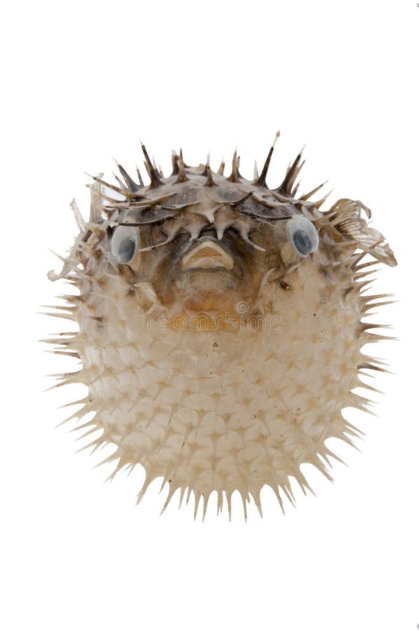 Spiky Fish stock photo. Image of reaction, bloated, ball - 7697772
