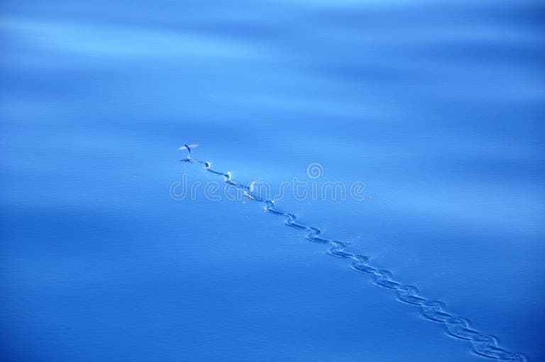 2,562,041 Search Fish Photo Stock Photos - Free & Royalty-Free Stock ...