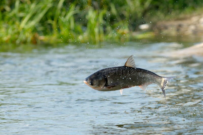 Flying fish stock photo. Image of line, ocean, wings - 12413958