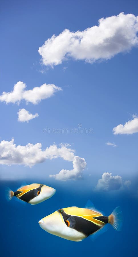 Flying fish stock image. Image of colorful, flying, close - 1633665