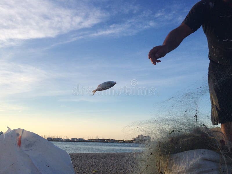 Flying fish editorial image. Image of flying, fish, bluesky - 53583565
