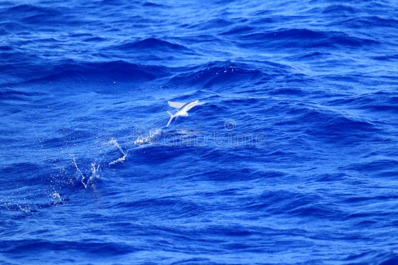 Flying fish flying on sea stock photo. Image of coast - 39483064