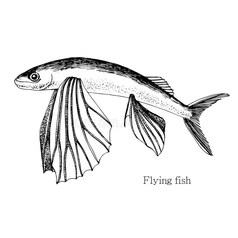 Flying Fish Illustration Stock Illustrations – 4,330 Flying Fish ...