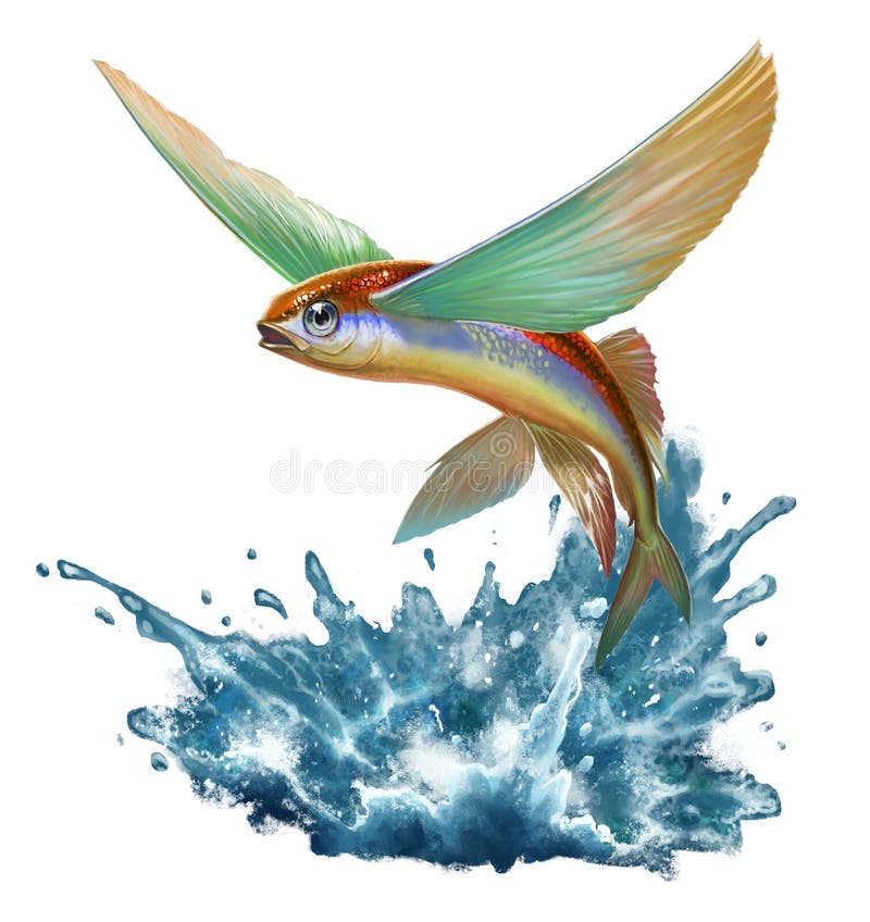Flying Fish Jumping and Flying on White. Stock Image - Illustration of ...