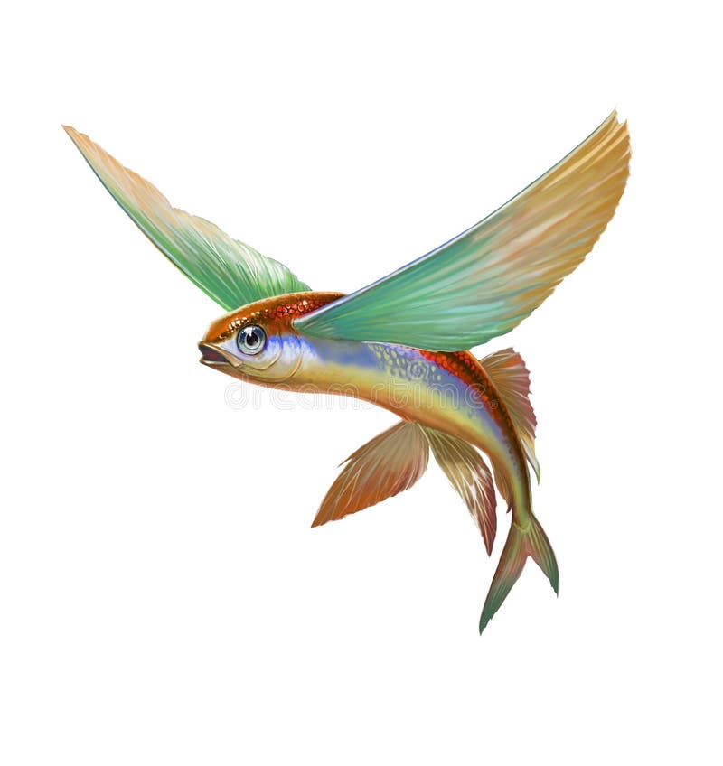 Flying Fish Jumping and Flying on White. Stock Photo - Illustration of ...