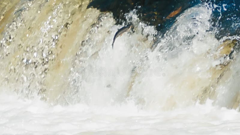 Flying Fish in Kuldiga Waterfall on the Rapids of Venta Stock Footage ...