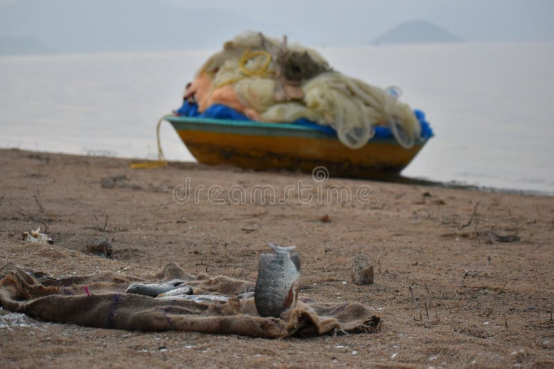 145 Mummy Fish Stock Photos - Free & Royalty-Free Stock Photos from ...