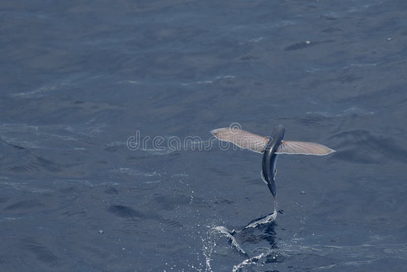 Flying fish species stock image. Image of taking, vliegende - 205098007