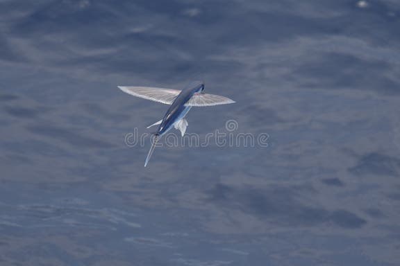 Flying fish species stock image. Image of fish, bizar - 205098011