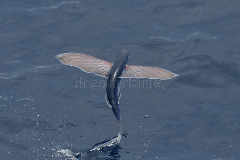Flying fish species stock image. Image of taking, bizar - 205098015