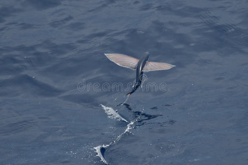 Flying fish species stock photo. Image of taking, bizar - 205098016
