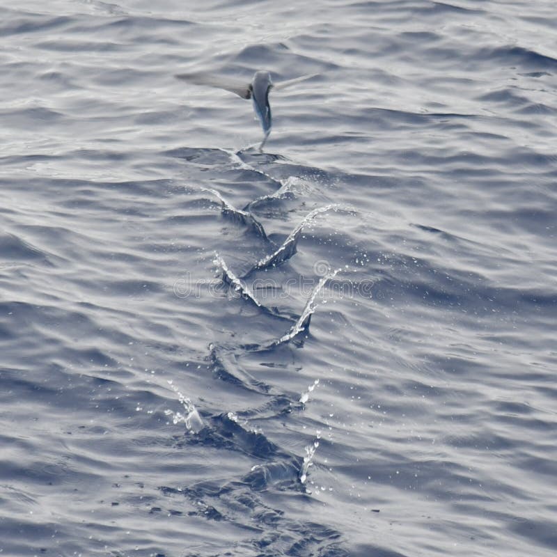 Flying fish species stock photo. Image of fish, vliegende - 205098018