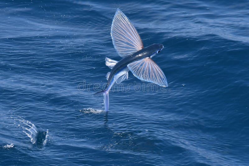 Flying fish species stock image. Image of species, steijn - 205098021