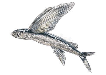 Flying Fish Stock Illustrations – 16,004 Flying Fish Stock ...