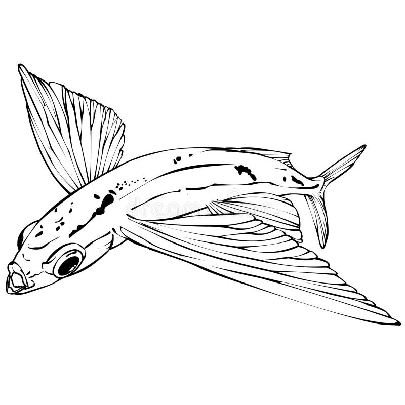 Flying Fish Vector Illustration Stock Vector - Illustration of jumping ...