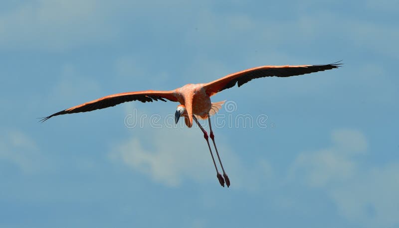 Flying Flamingo stock image. Image of nature, flamingo - 38036669