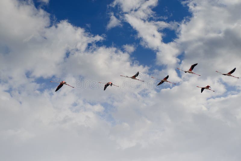 Flamingo in Flight. Flying Flamingo Over the Water of Natron Lake ...